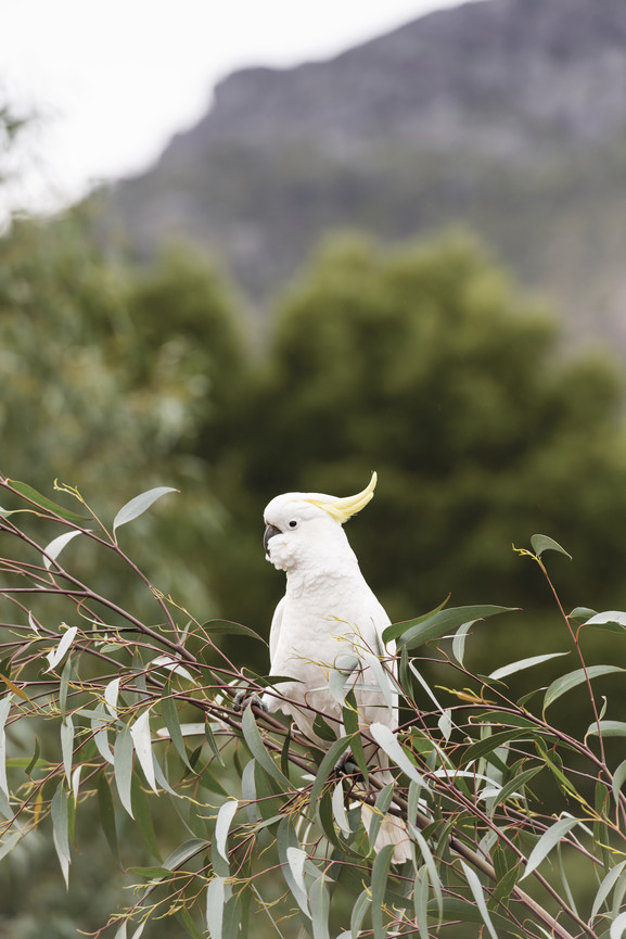 Cockatoos at Brambuck National Park and Cultural Centre - Uniquely New ...